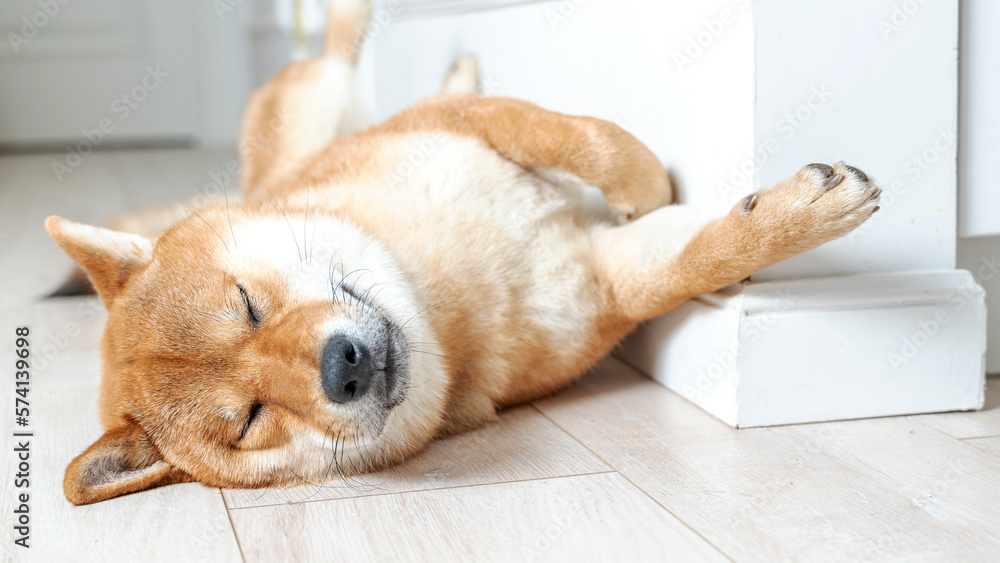 Cute female pedigree shiba inu dog with red fur sleeping in human bed ...