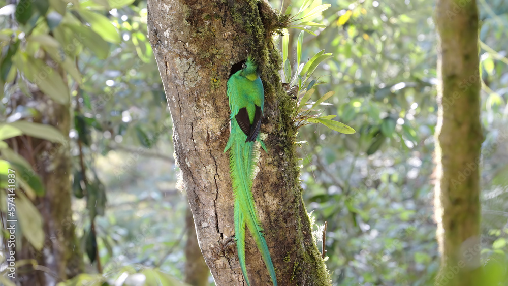 male resplendent quetzal building a nest looks at camera in costa rica ...