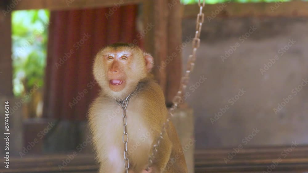 Captive chained sad monkey yawns in a growling manner. Slow motion ...