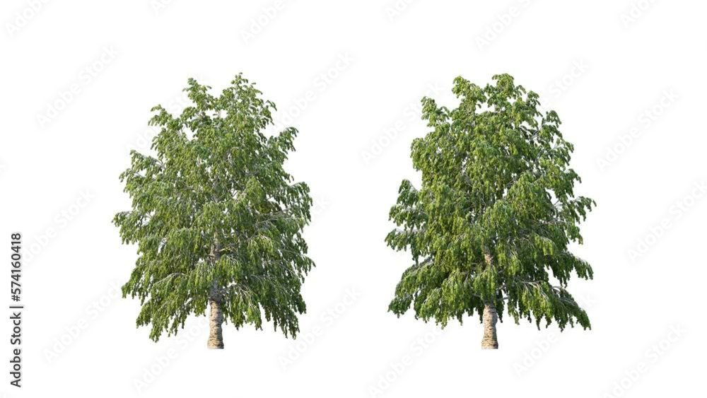Growing trees isolated with alpha.3D animation growth grow from small ...