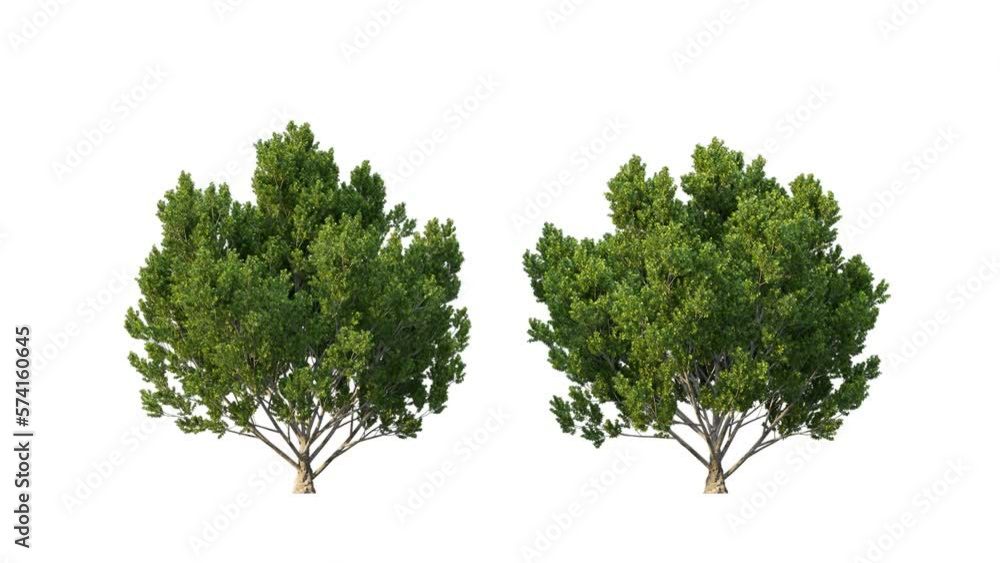 Growing trees isolated with alpha.3D animation growth grow from small ...
