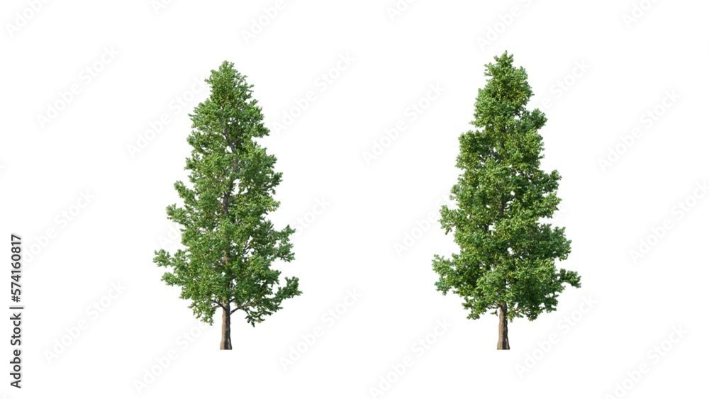 Growing trees isolated with alpha.3D animation growth grow from small ...