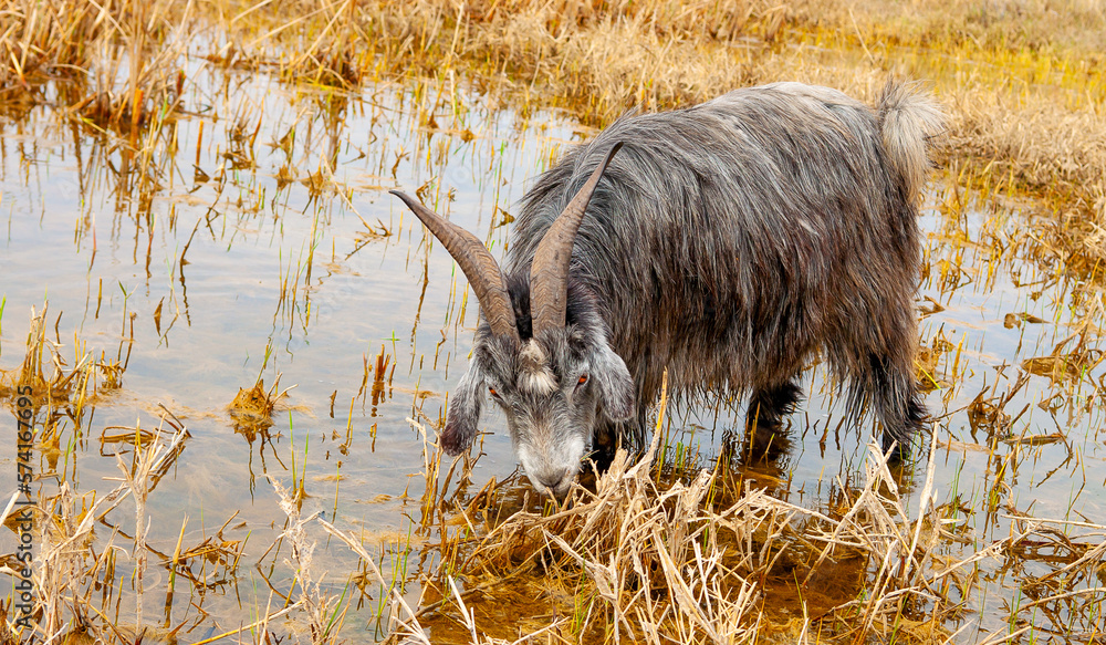 Goats in search of food roam the desert hot pasture. Moroccan goats ...
