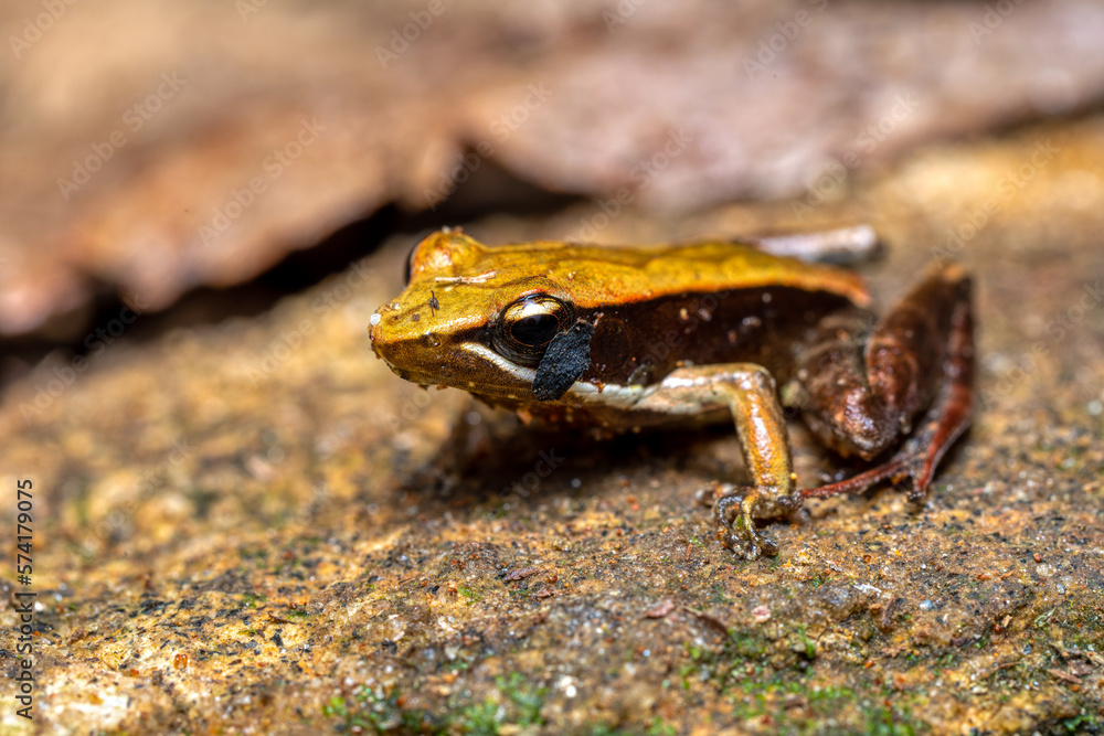 Small endemic frog Brown Mantella (Mantidactylus melanopleura), species ...