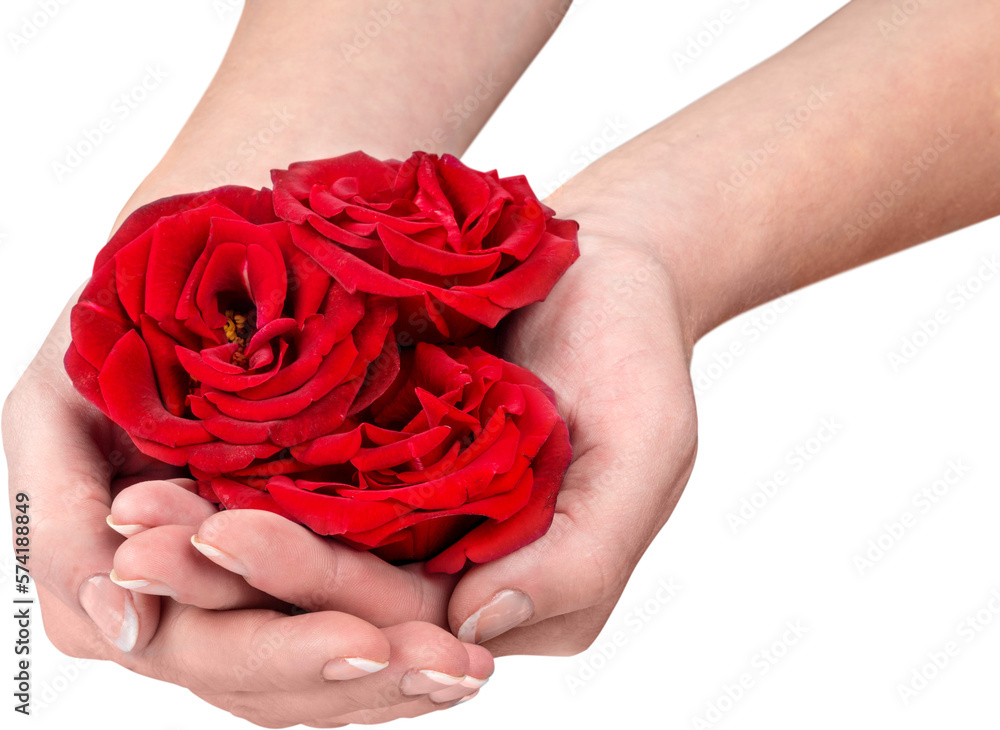 Woman's Cupped Hands Holding Three Heads of Red Roses - Isolated Stock ...