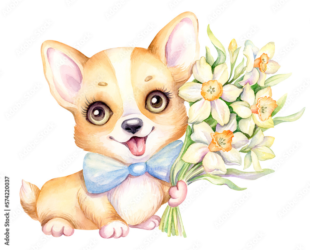 Welsh Corgi puppy and flowers, hand drawn watercolor illustration ...