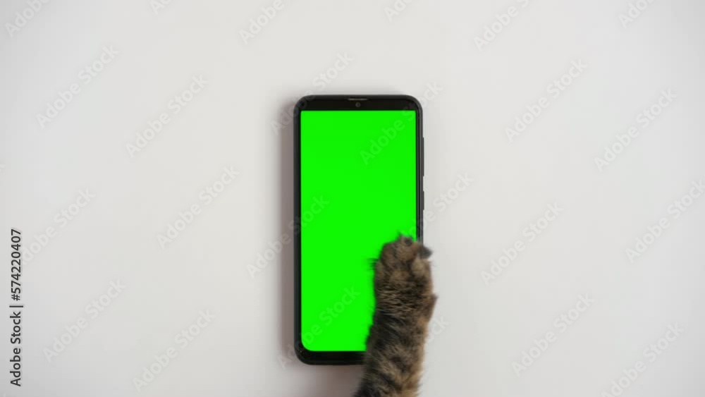 Cat paw touching, clicking, tapping and swiping phone with chromakey ...