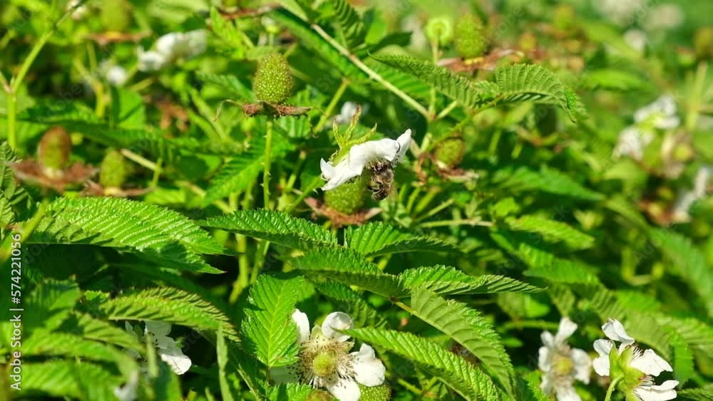 Rubus rosifolius, rosaefolius, known as roseleaf bramble, Mauritius ...