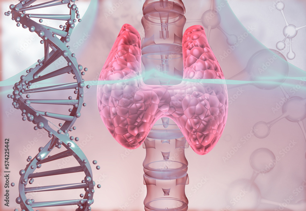 Poster Thyroid gland anatomy – Wall Art | UkPosters