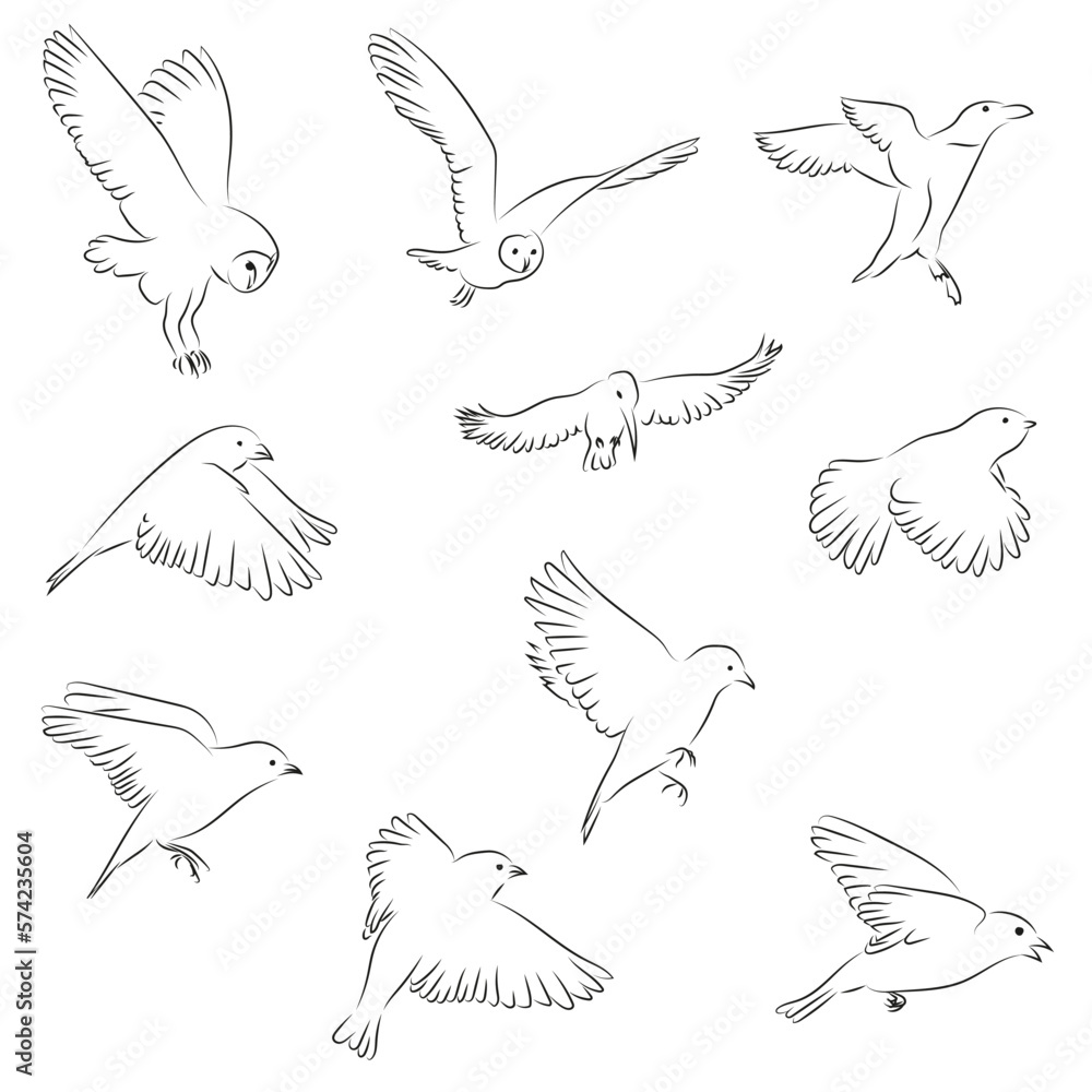 10 Fliegende Vögel Lineart Vektor Zeichnungen | Flying Birds Vector ...