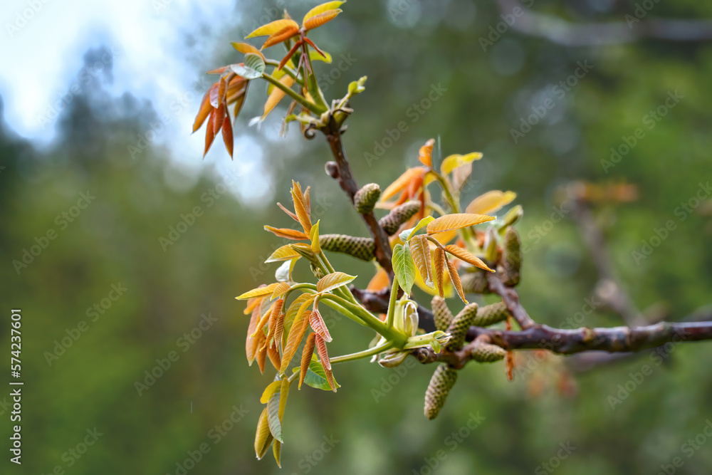Walnuts young leaves. Walnut tree blooms in spring. Walnut tree leaves ...