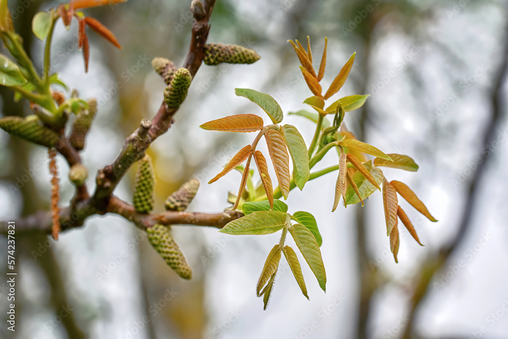Walnuts young leaves. Walnut tree blooms in spring. Walnut tree leaves ...