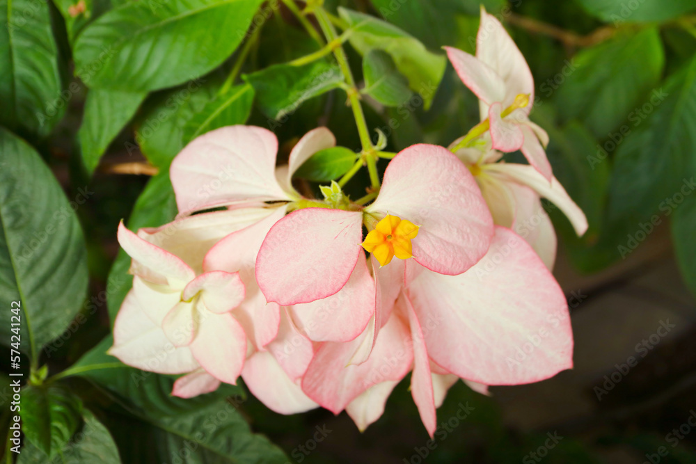 Mussaenda Philippica Queen Sirikit with Gorgeous Light Pink Sepal, the ...
