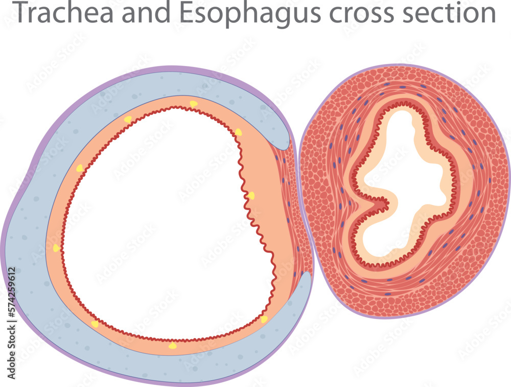Poster Trachea and Esophagus cross section – Wall Art | UkPosters