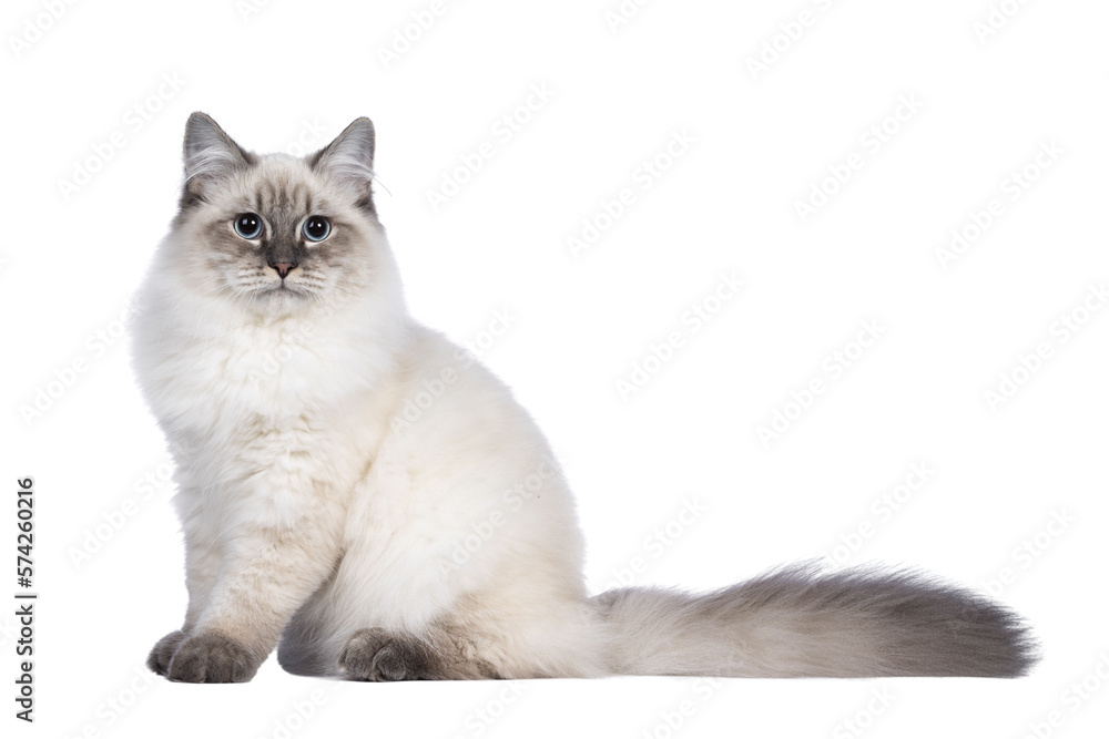 Cute young Neva Masquerade cat kitten, sitting side ways Looking ...