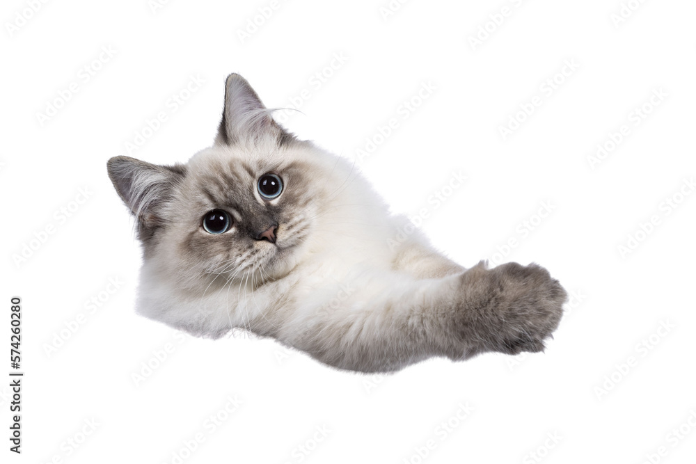 Cute young Neva Masquerade cat kitten, laying down facing front ...