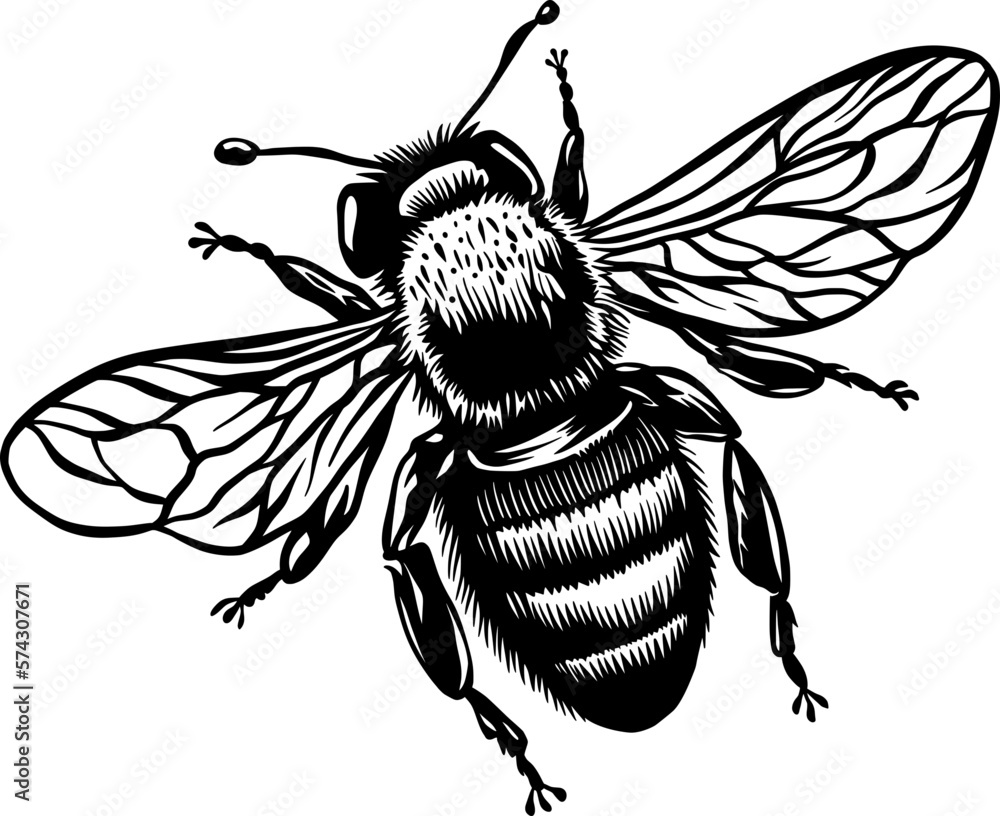 Black and White Honey Bee Insect for Stickers and Bee Decal. Bee Line ...