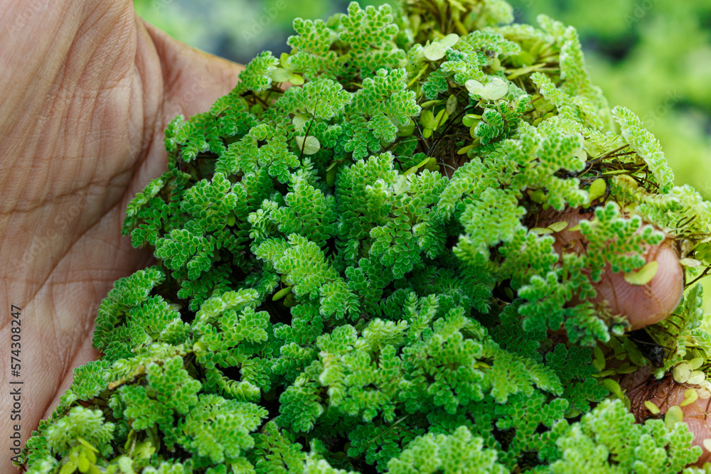 Azolla microphylla Used an ingredient in animal feed or as compost ...