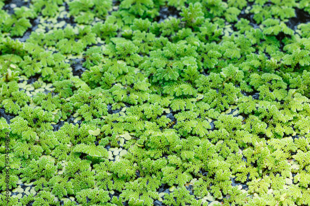 Growing Green Azolla microphylla Used an ingredient in animal feed or ...