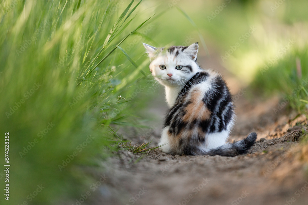 junge Katze in der Natur, Kitten genießt Freigang im Sommer auf einer ...