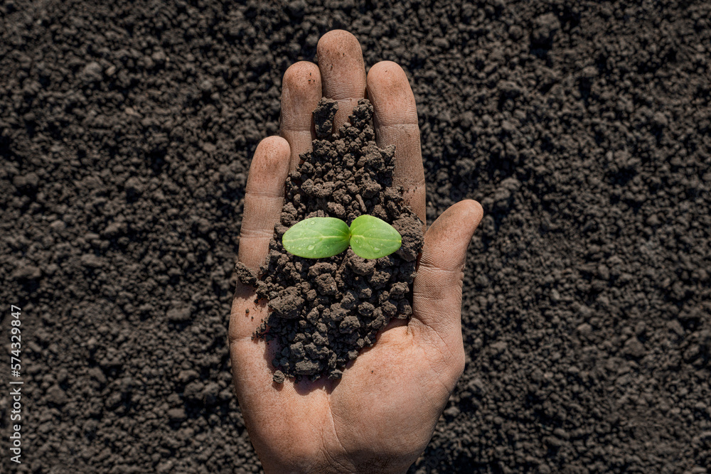 Sprouting plant on hand full of fertile soil farmer holding plant soil ...
