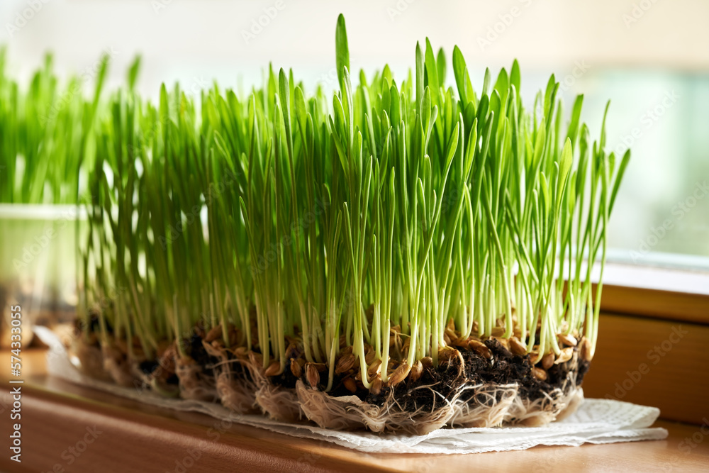 Young green barley grass growing in soil Stock Photo | Adobe Stock