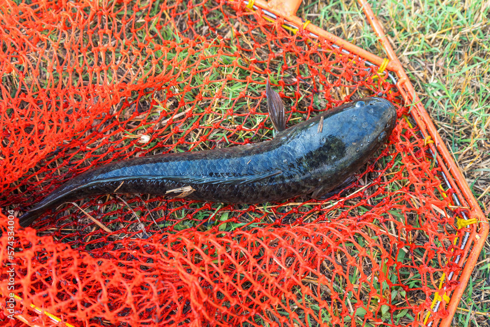 striped snakehead fish (channa striata) freshwater fish the meat is ...