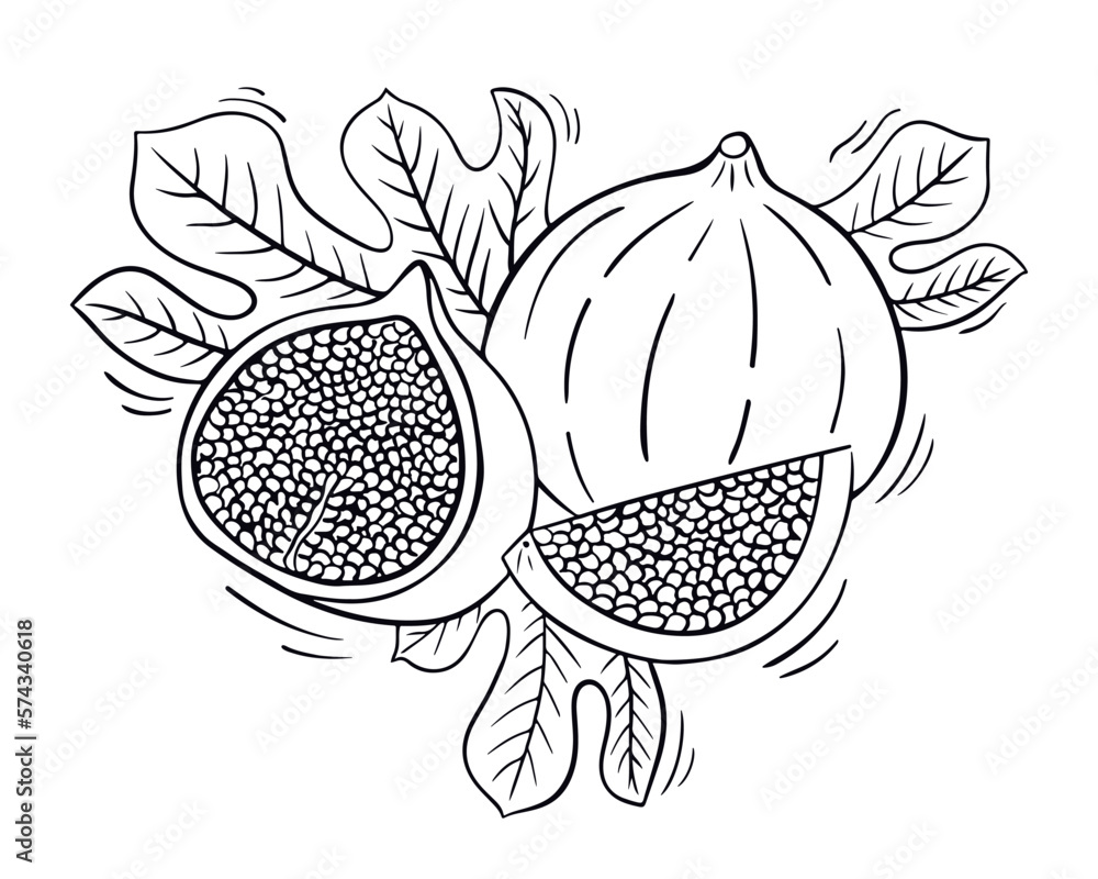 Fig fruit doodle drawing. Whole fig with a half and a leaf isolated on ...