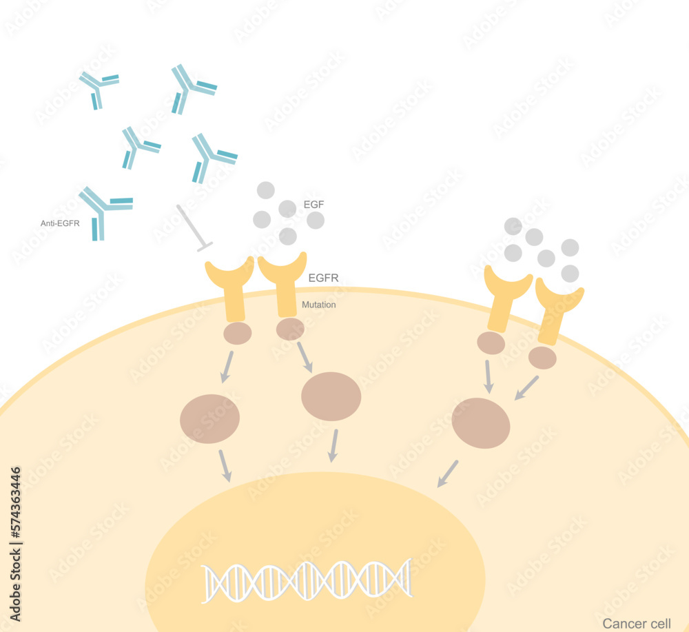 The Epidermal Growth Factor receptor (EGFR) pathway in the cancer cell ...