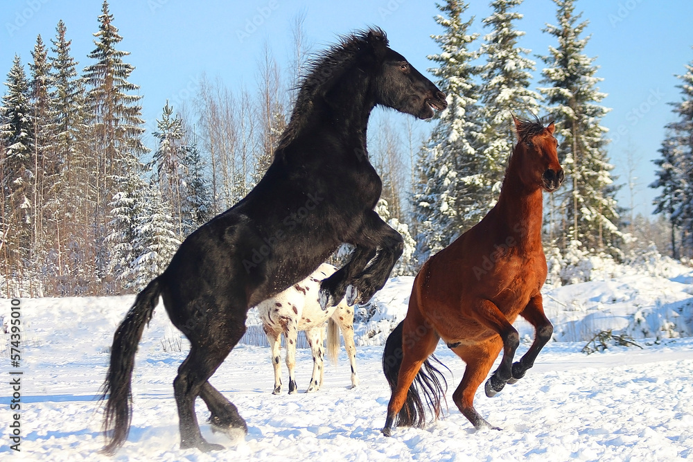 black stallion Friesian and bay Spanish stallion play together in ...
