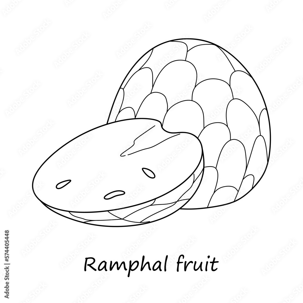 Ramphal fruit in linear style. Hand drawing Custard apple or Sugar ...
