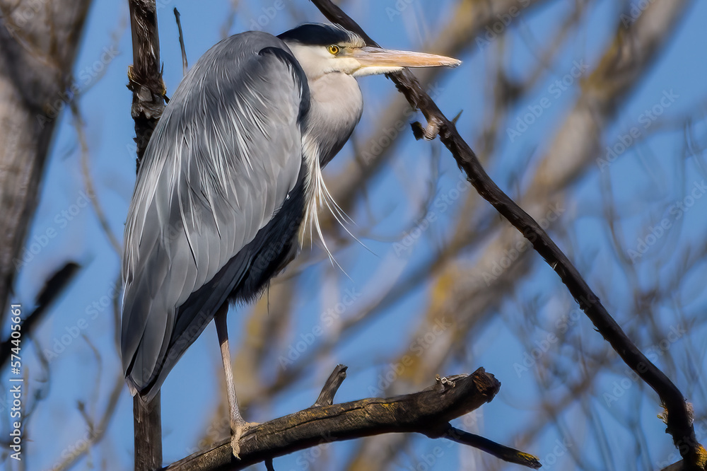 Aves en el rio Stock Photo | Adobe Stock
