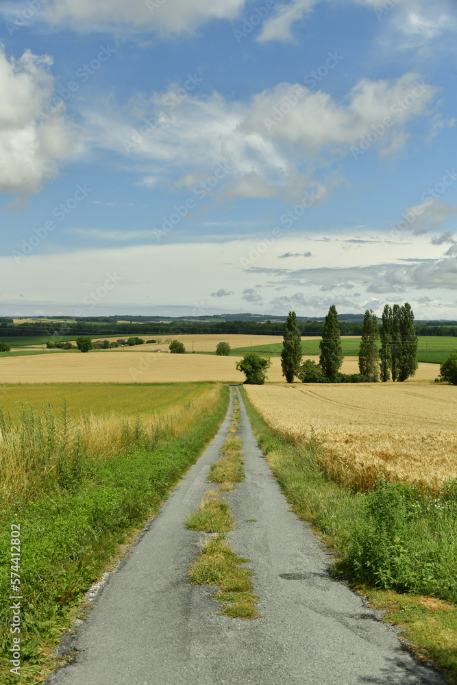 Chemin de campagne en bitume entre les prairies et les champs de blé ...
