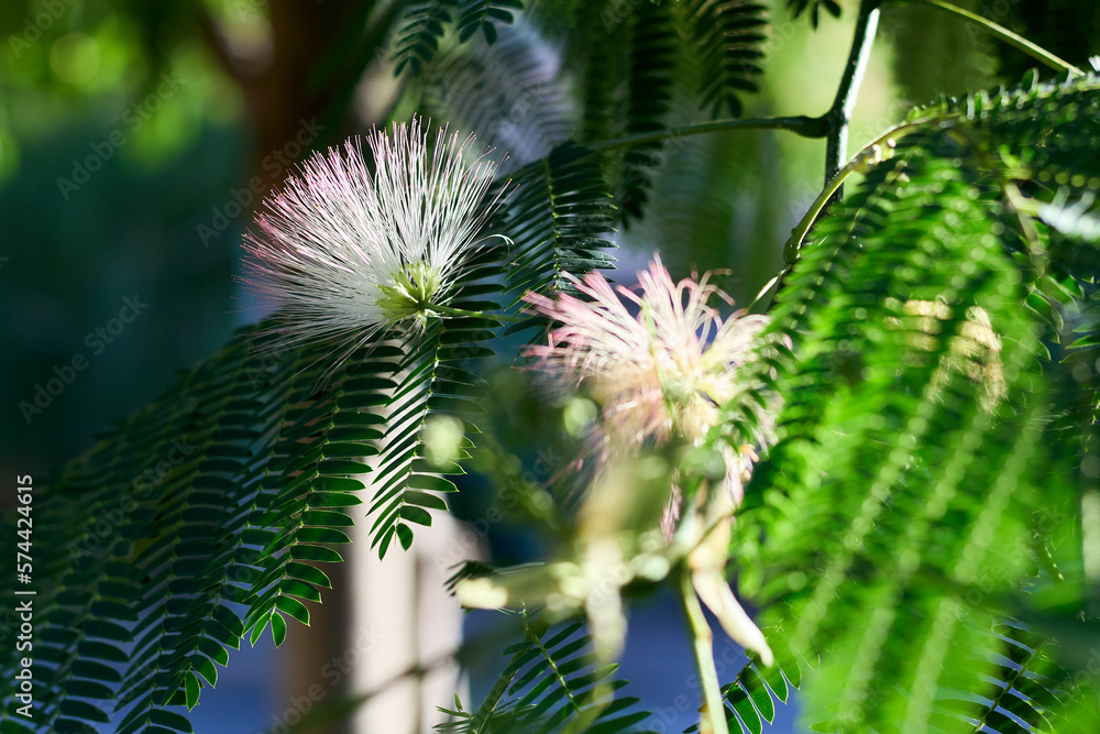 Pink flower of Lankaran acacia albizia. Albizia julibrissin on green ...