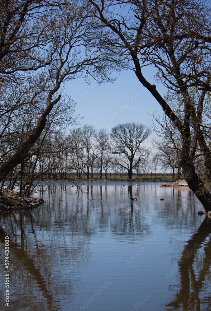 Beautiful spring landscape with lake, trees, reflections and waterfowl ...