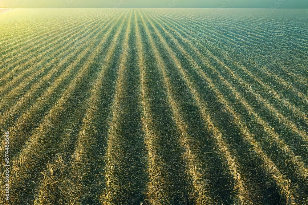 Agriculture image rows of young corn plants sprouting on a large field ...