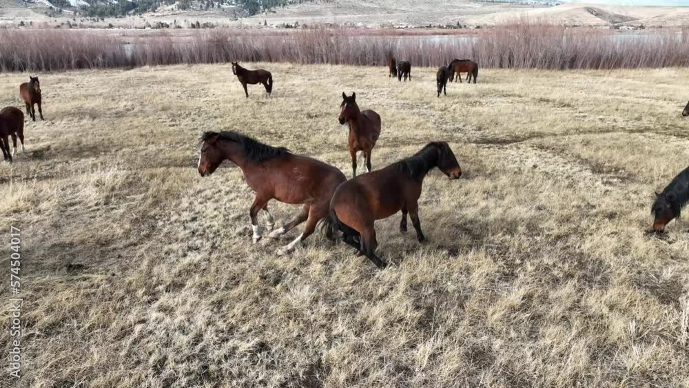 An aerial view of 2 Wild Mustangs bucking each other. Other Mustangs in ...
