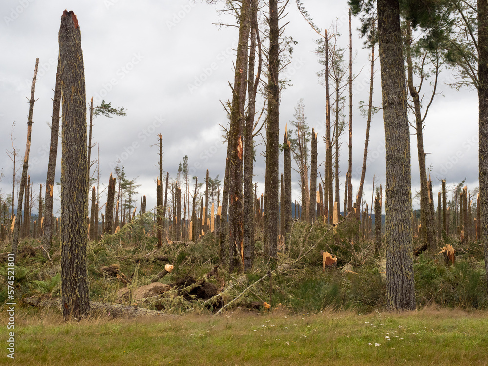Fotografia do Stock: A view of a pine forest after storm cyclone ...