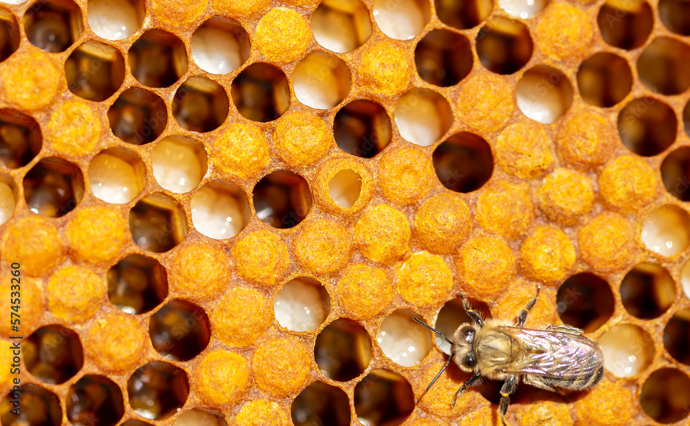 Bee larvae in cells, population reproduction. Beautiful honeycombs with ...