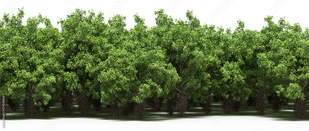 trees in the forest with a shadow on the ground, isolated on ...