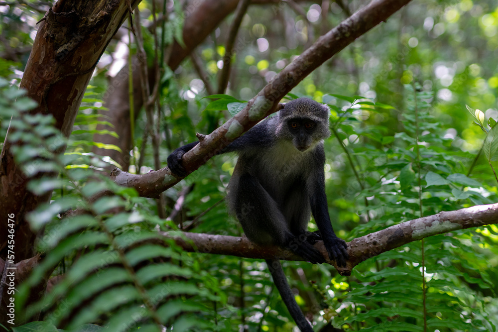 Witness the captivating beauty of the Jozani Forest in Zanzibar, a ...