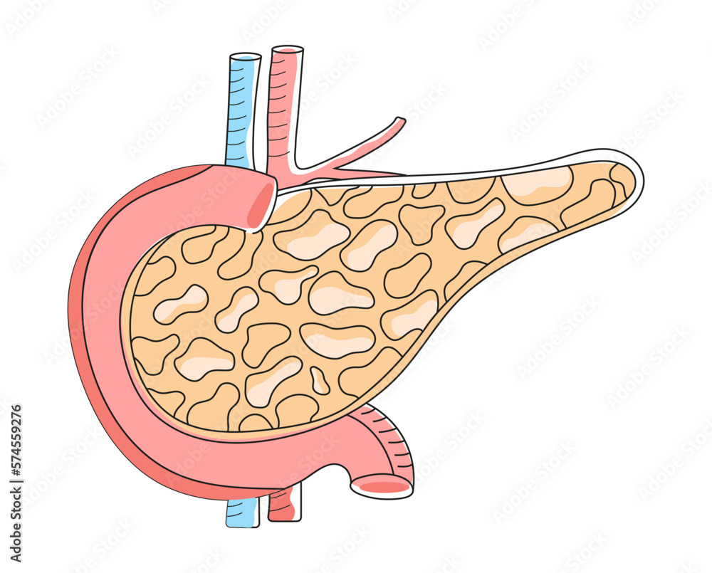 Pancreas with arteries are shown in doodle style. Internal organ of ...