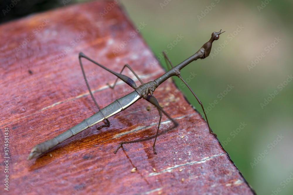 stick insect Stock Photo | Adobe Stock