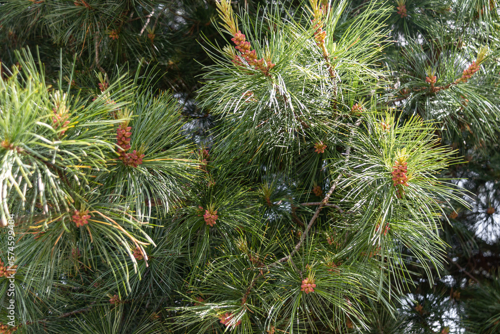 Branches of Korean cedar (Korean pine). In folk medicine, pine needles ...