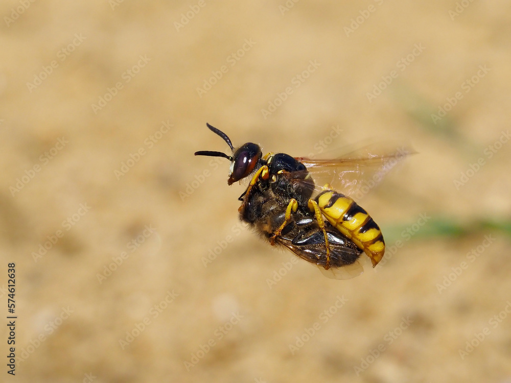 Bee killer wasp / beewolf (Philanthus triangulum) female in flight with ...