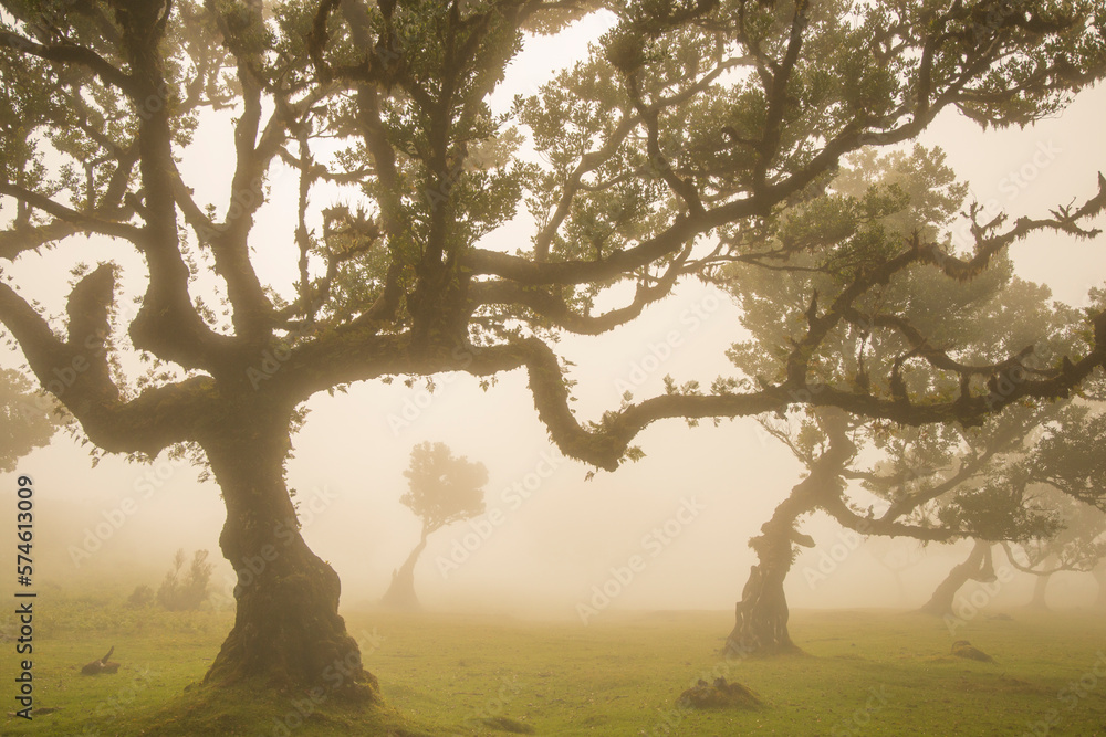 Laurel forest / Laurisilva. Ancient evergreen hardwood trees. Madiera ...