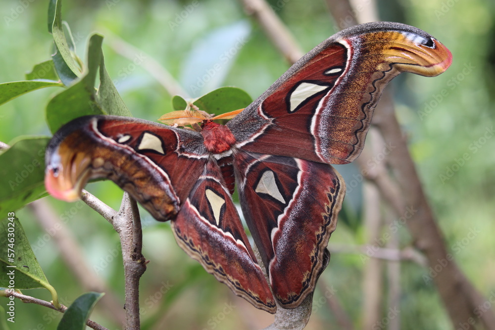 close-up image of the Attacus Atlas or Atlas Moth showcases the ...
