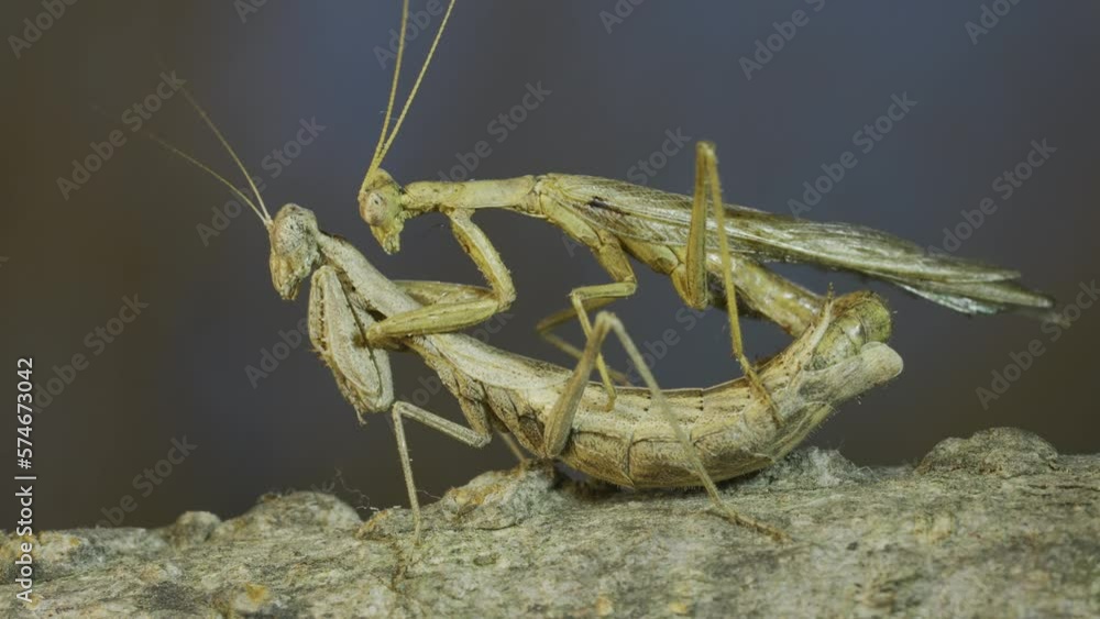 Close Up Of Couple Of Praying Mantis Mating On Tree Branch The Mating