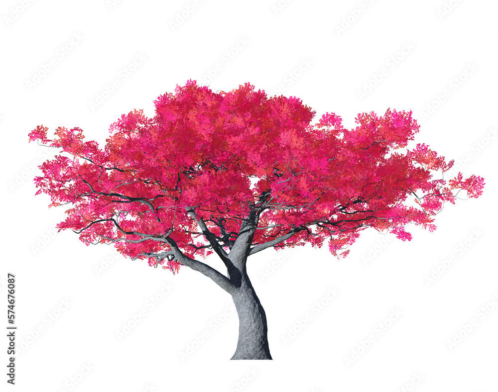 fantasy sakura tree in bloom isolated on white background 3D ...