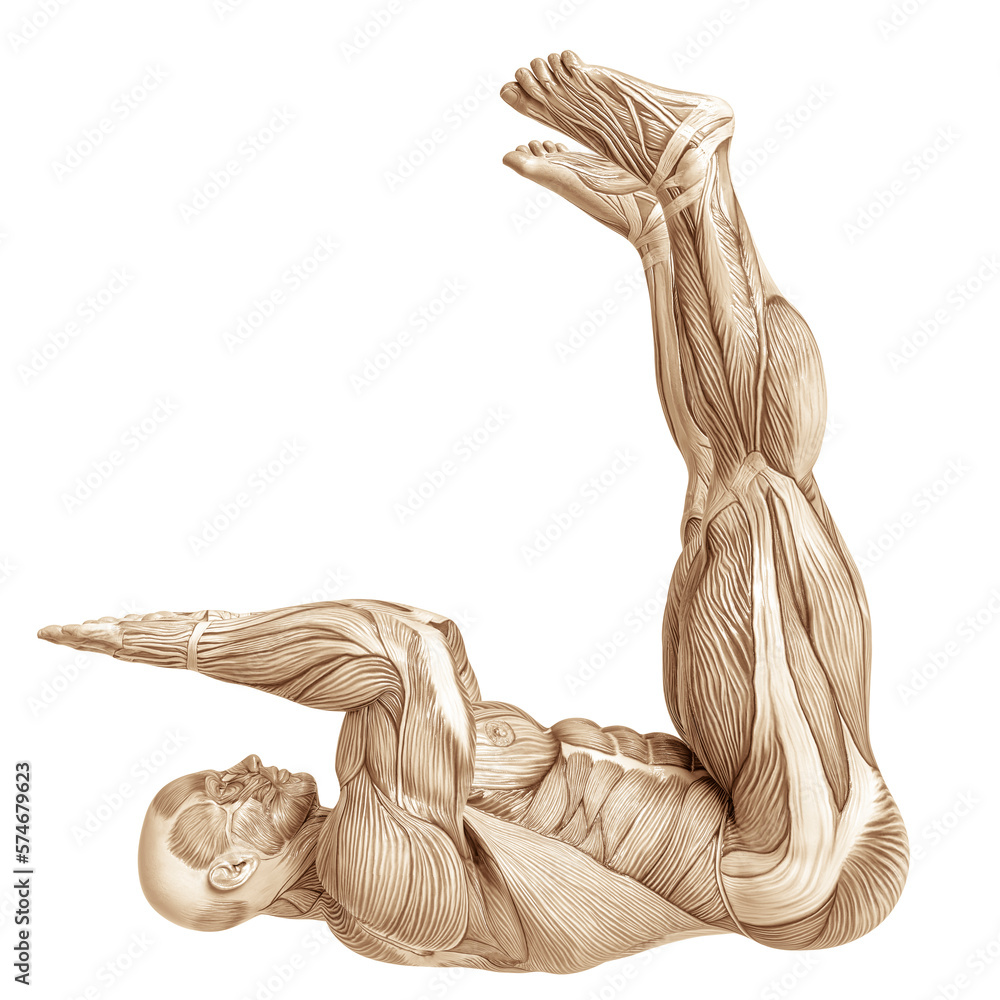 muscle man anatomy in an white background Stock Illustration | Adobe Stock